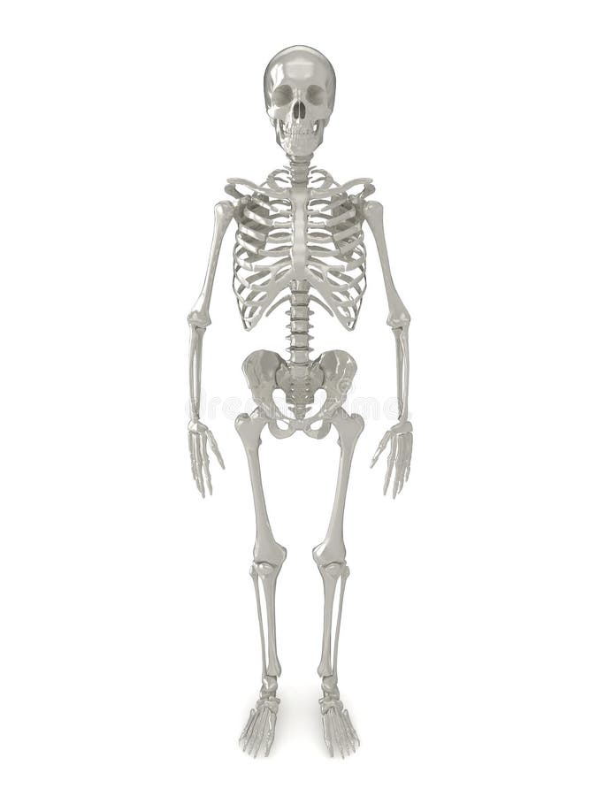Skeleton Front & Back - Pencil Drawing Stock Illustration ...
