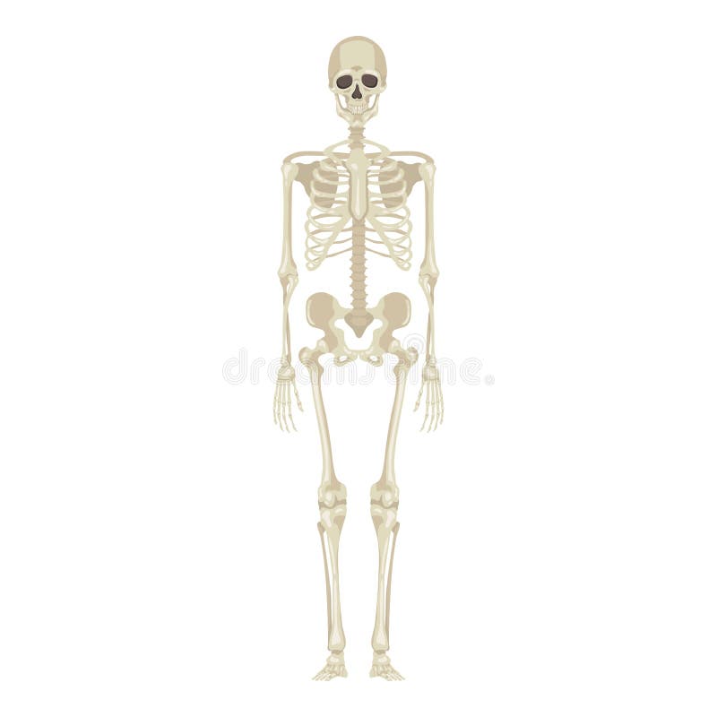 Vector Human Skeleton. Anatomical Illustration Stock Vector ...