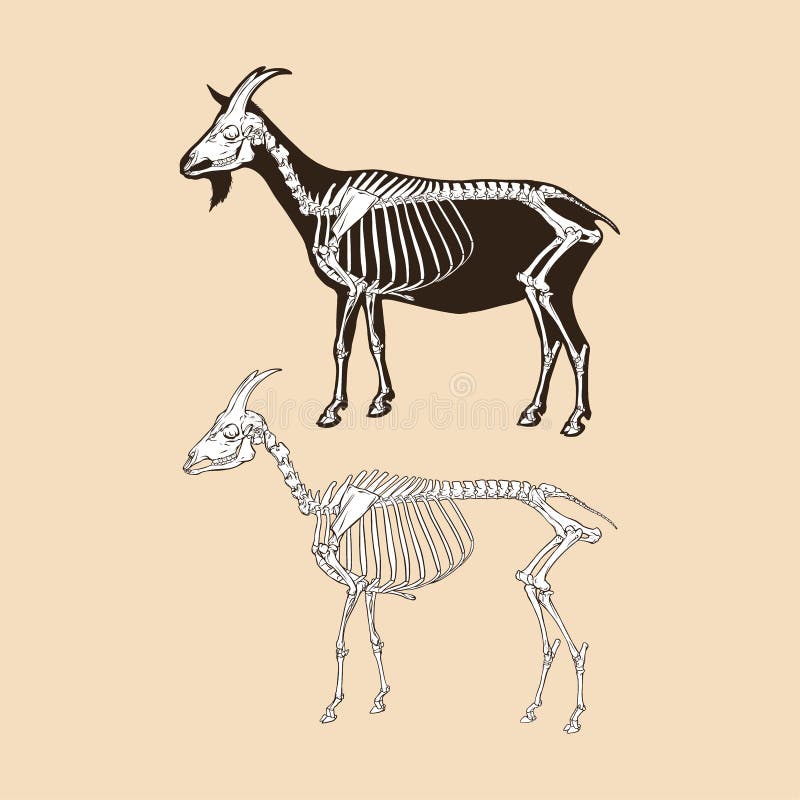 Skeleton Goat Vector Illustration Stock Vector - Illustration of ...
