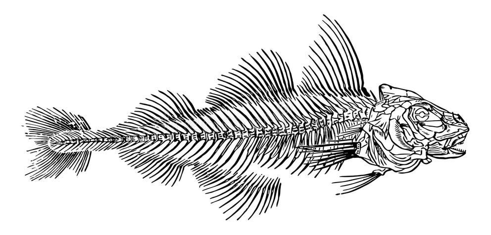 183 Skeleton Line Drawing Stock Photos - Free & Royalty-Free Stock ...