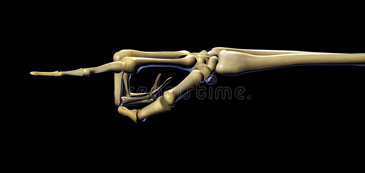 Skeleton Pointing Stock Illustrations – 248 Skeleton Pointing Stock ...