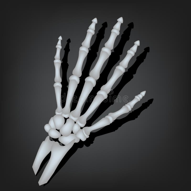 A Skeleton Hand in Realistic Style, Vector Illustration Stock Vector ...