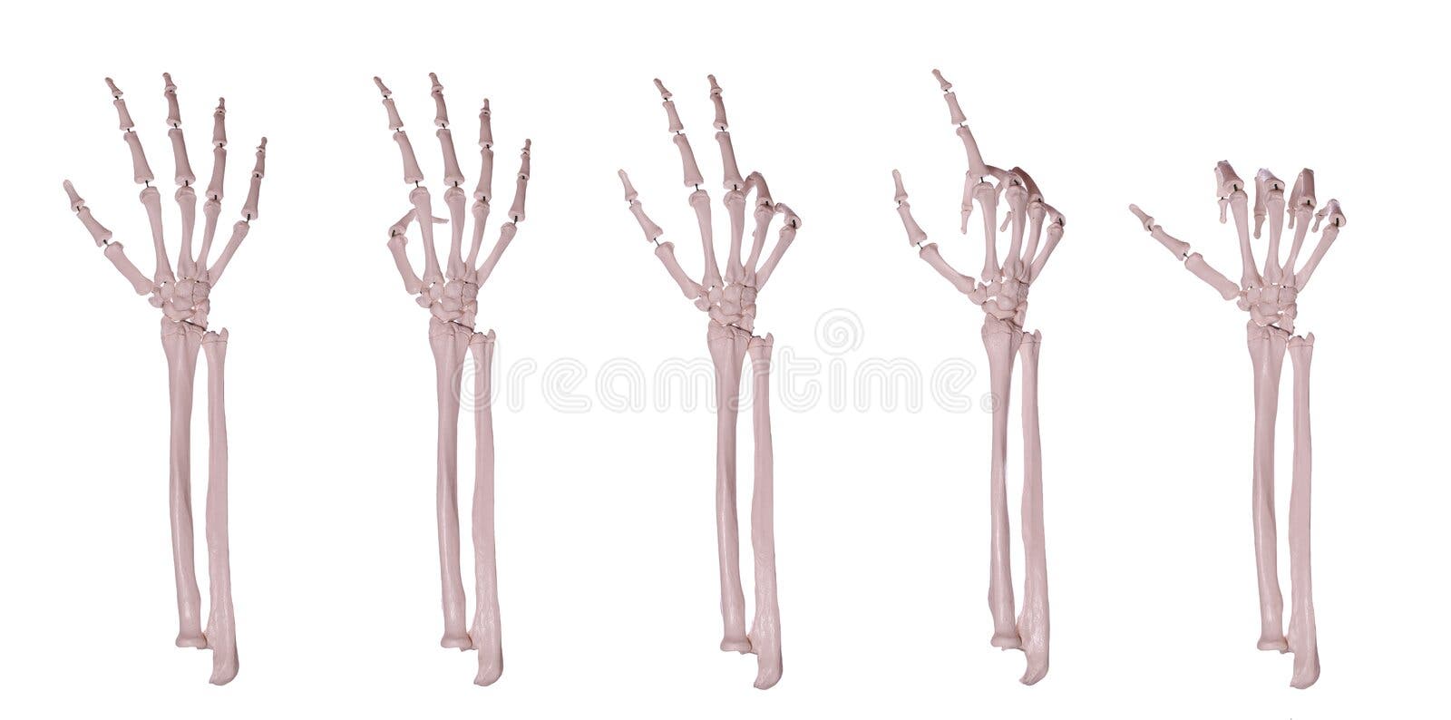 Skeletal hand stock image. Image of anatomical, dead, orthopedic - 3844289