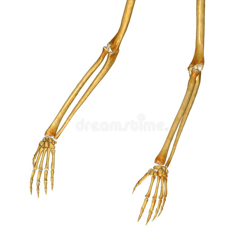 Skeleton hands stock illustration. Illustration of physiology - 44728883