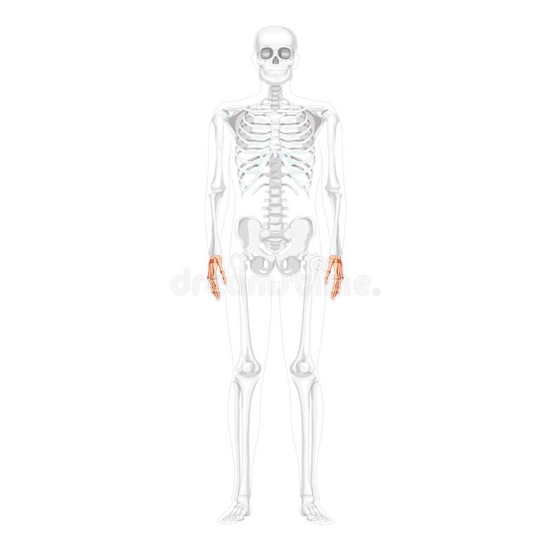 Skeleton Hands Human Front Anterior Ventral View with Partly ...