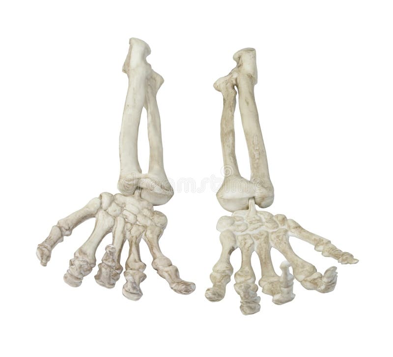 Skeleton Hands Reaching Forward Stock Photo - Image of dark, white ...
