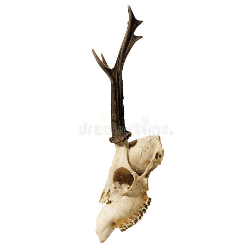 Skeleton Head With Antlers Isolated On White Stock Photo - Image of ...