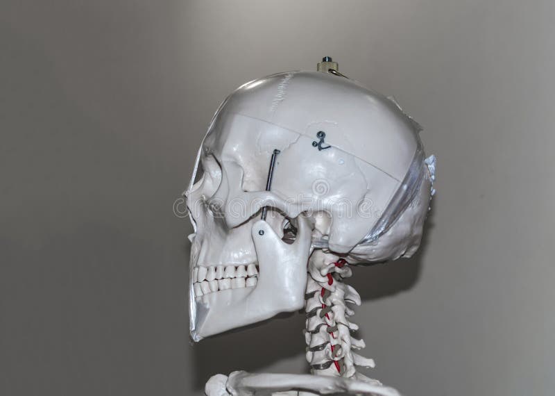 Skeleton head stock photo. Image of cranium, equipment - 85975914