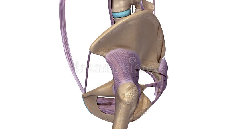 Skeleton Hip with Ligaments Stock Illustration - Illustration of bone ...