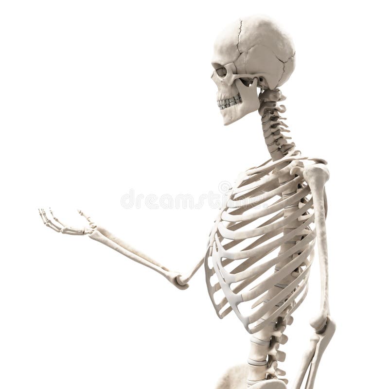Skeleton holding something stock illustration. Illustration of bones ...