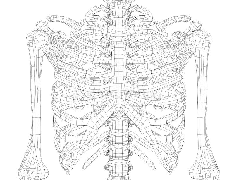 Skeleton of a Human Chest. Vector Stock Vector - Illustration of ...