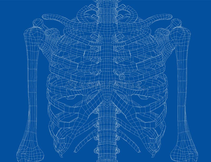 Skeleton of a Human Chest. Vector Stock Vector - Illustration of ...