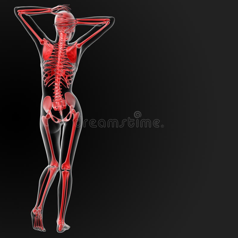 Female Human Skeleton Back Female Skeleton Back Stock Photo Download