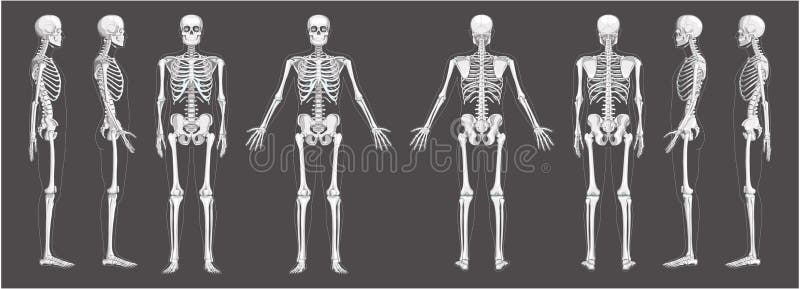 Skeleton Human Front Back Side View with Two Arm Poses Ventral, Lateral ...