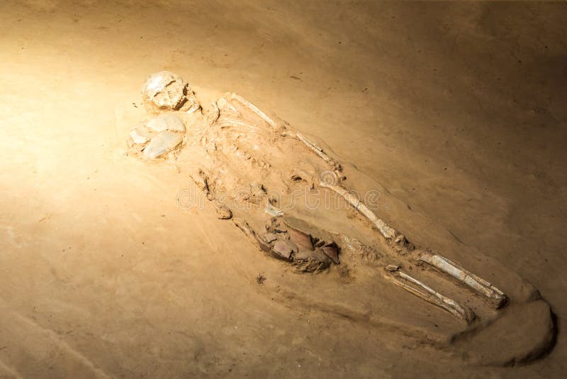 Skeleton human stock photo. Image of person, human, history - 79851892