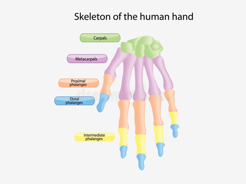 Skeleton of the human hand stock vector. Illustration of healthcare ...