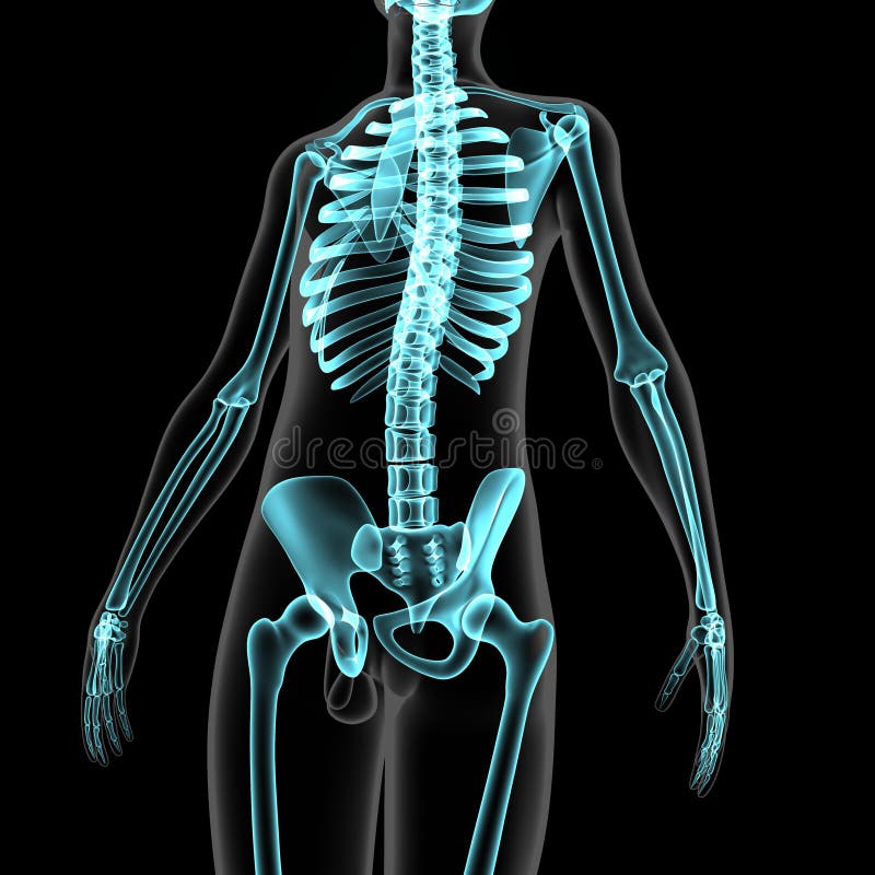 Skeleton stock illustration. Illustration of bone, halloween - 44797636