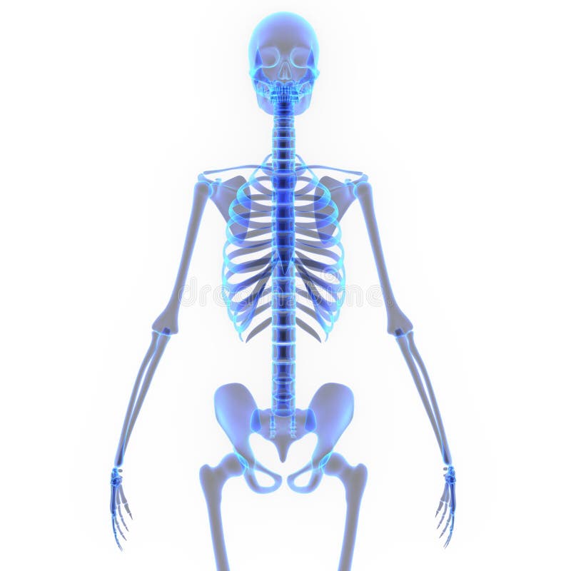 Skeleton stock illustration. Illustration of bony, medicine - 45366904