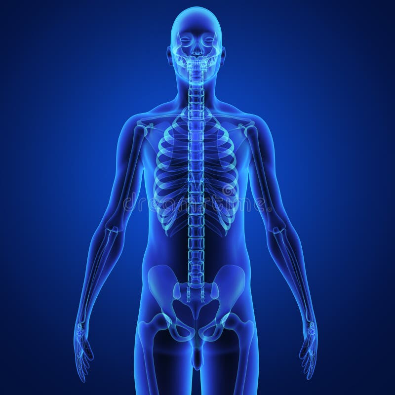 Skeleton stock illustration. Illustration of adult, dead - 46118762