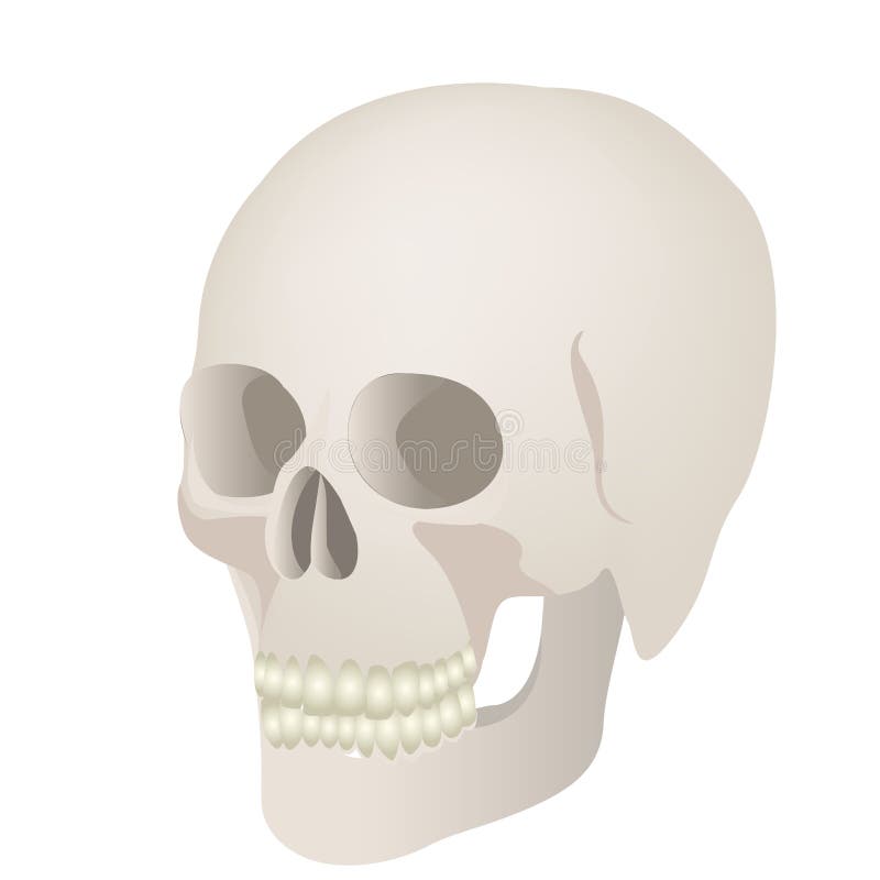 Skeleton of the Human Skull Icon Stock Illustration - Illustration of ...