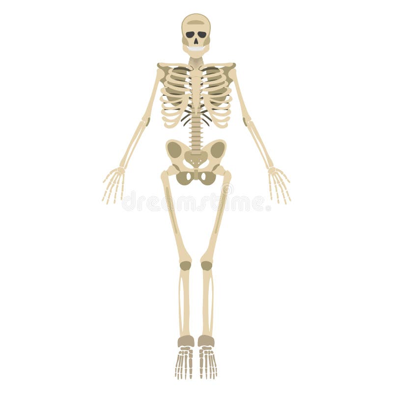 Skeleton Icon. Human Skeleton Front Side Silhouette Stock Vector ...