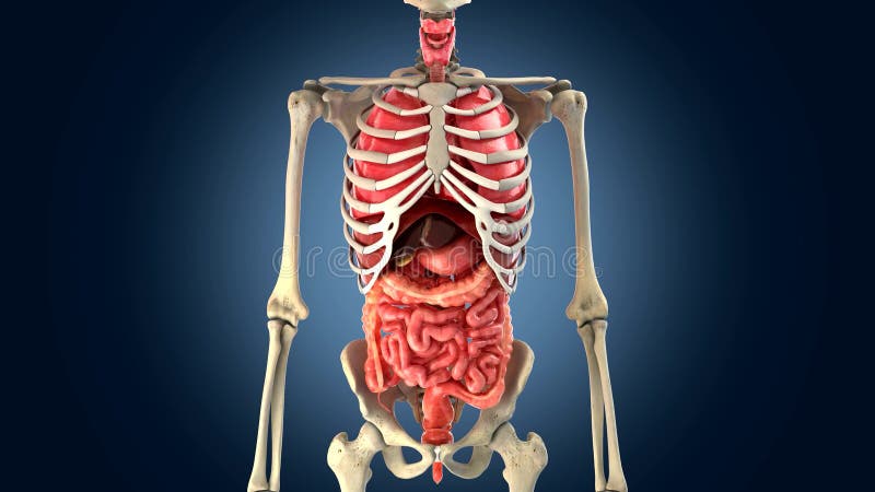 Skeleton with Internal Organs Stock Photo - Image of intelligence ...