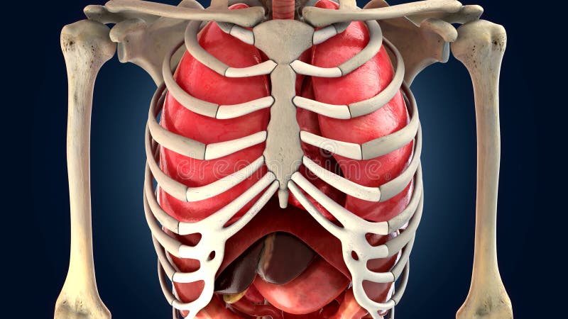 Skeleton with Internal Organs Stock Image - Image of background ...