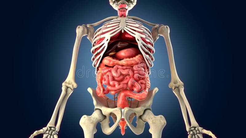 Skeleton with Internal Organs Stock Photo - Image of diagnosis ...