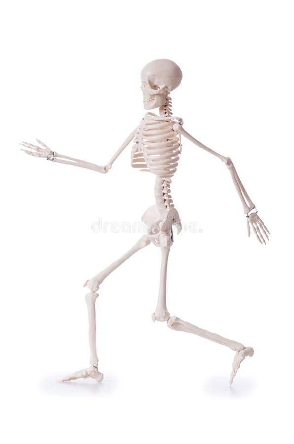 Human skeleton standing stock photo. Image of skull, scary - 9167828