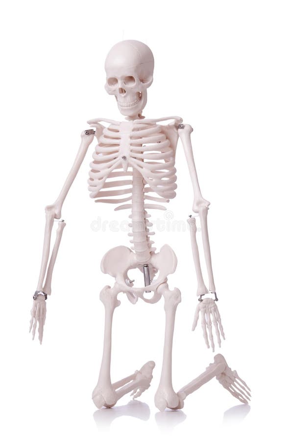 Skeleton isolated stock image. Image of natural, femur - 29368709