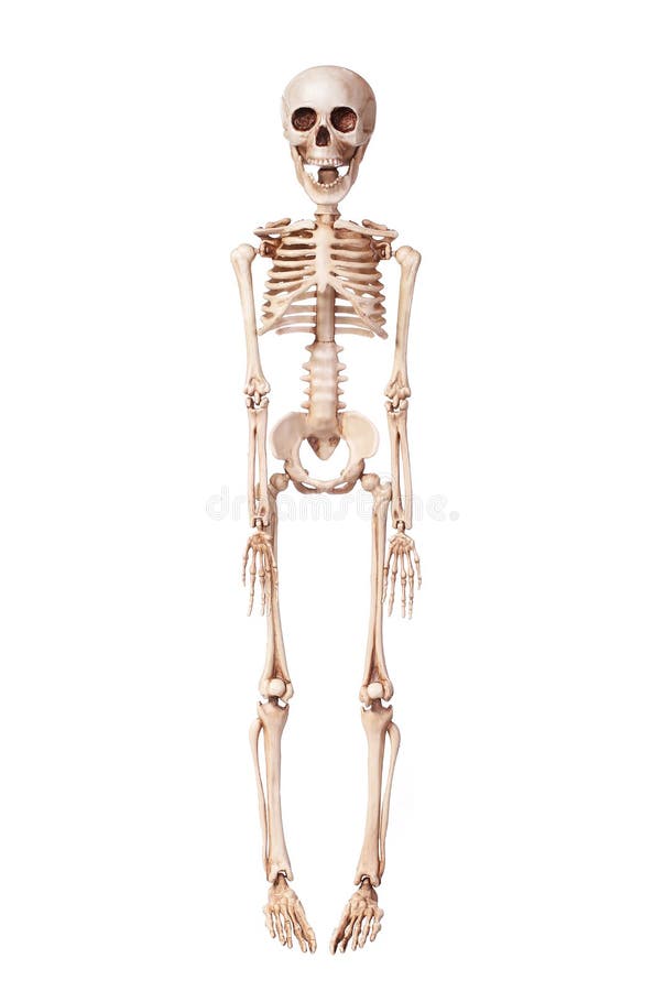 Skeleton isolated on white stock image. Image of halloween - 44934311