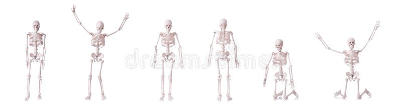 Happy Human Skeleton Saying Hello Stock Photo - Image of examination ...