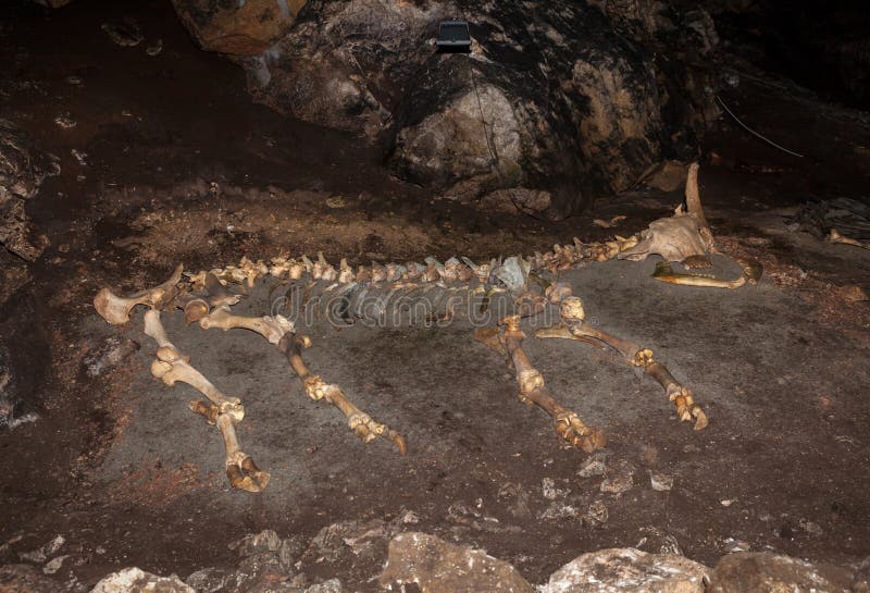 Skeleton of Large Animal Lying on the Ground in Cave. Stock Image ...