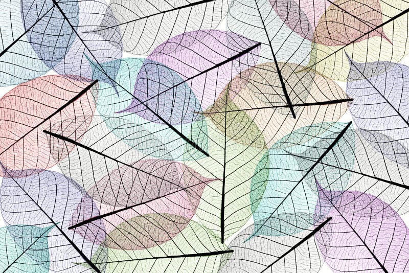 Skeleton Leaf Abstract Background Stock Photo - Image of abstract ...