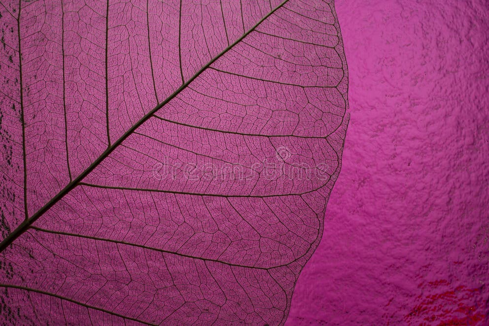 Skeleton Leaf on Benevolent Pink Background, Soft Focus Stock Image ...