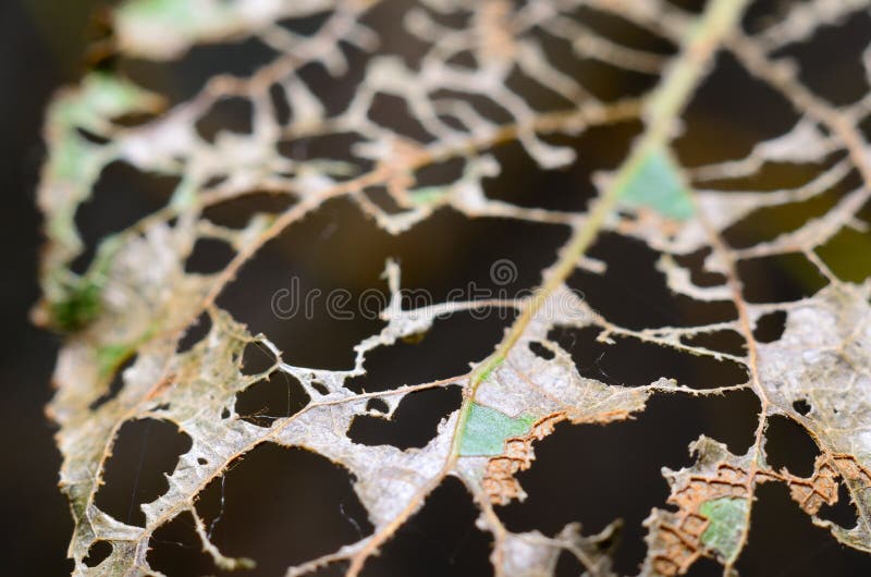 Skeleton Leaf after Caterpillar Stock Image - Image of insect, flora ...