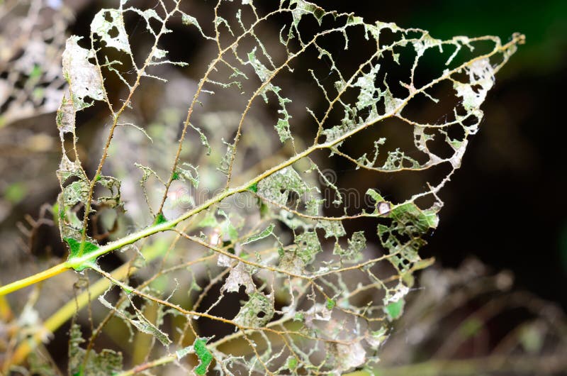 Skeleton Leaf after Caterpillar Stock Image - Image of insect, flora ...