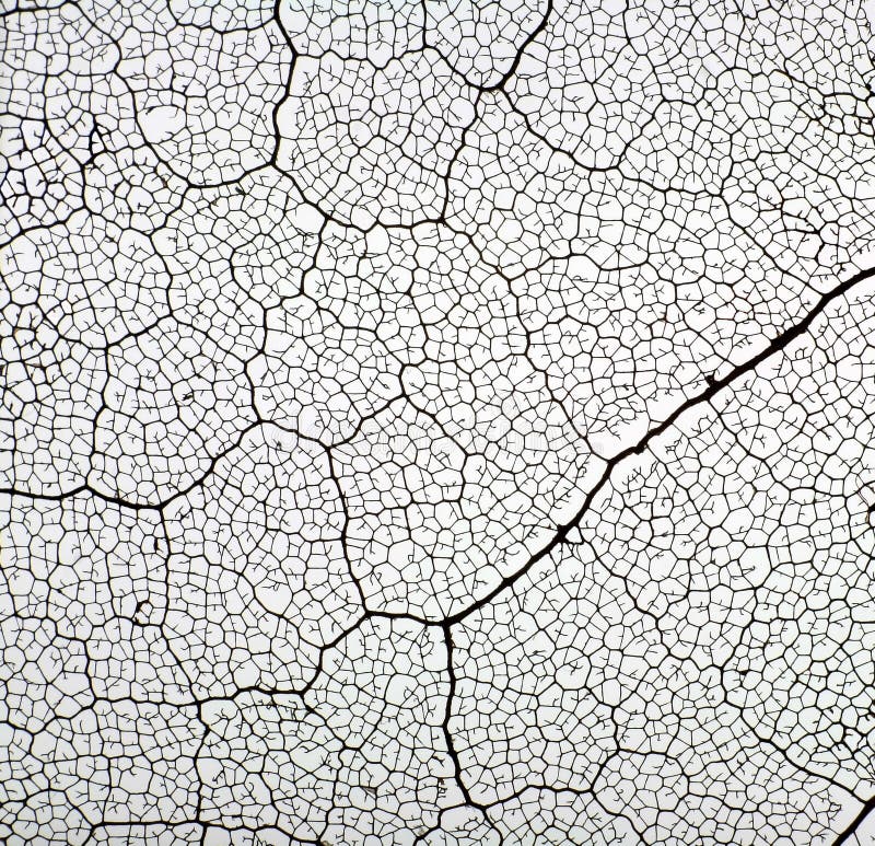 476 Maple Leaf Skeleton Photos - Free & Royalty-Free Stock Photos from ...