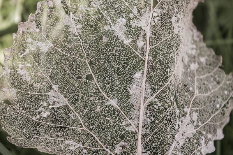 Skeleton Leaf Nature Leaf Skeleton Nature Grass Tree Pattern Background ...