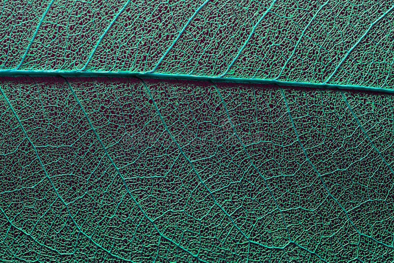 Skeleton Leaf Texture Closeup. Biophilic Organic Design Background ...