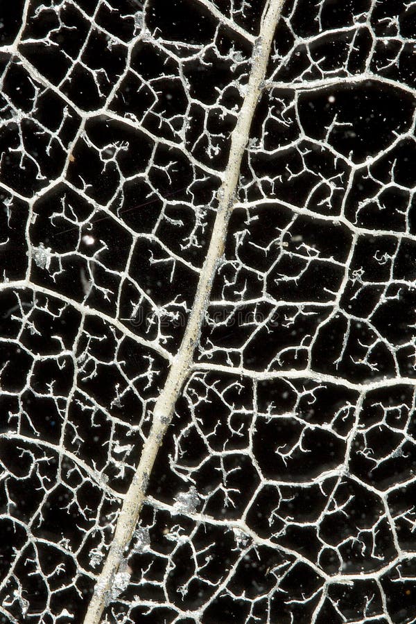 Skeleton of a leaf stock image. Image of natural, leaf - 1779849