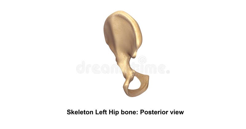 Skeleton Left Hip Bone Posterior View Stock Illustration - Illustration ...