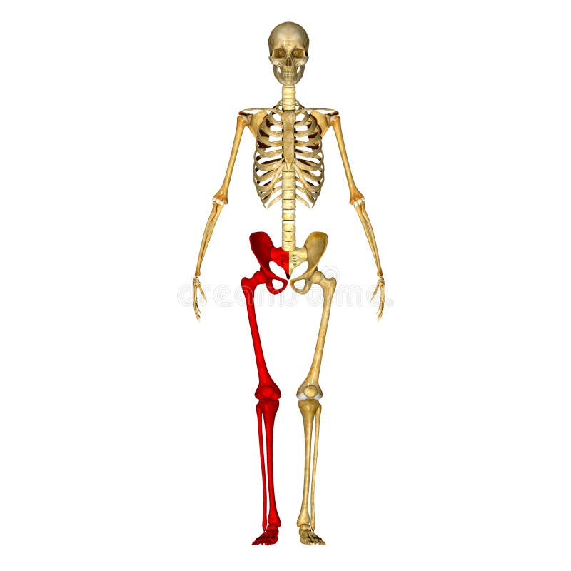 Skeleton: Leg bones stock illustration. Illustration of body - 44688922