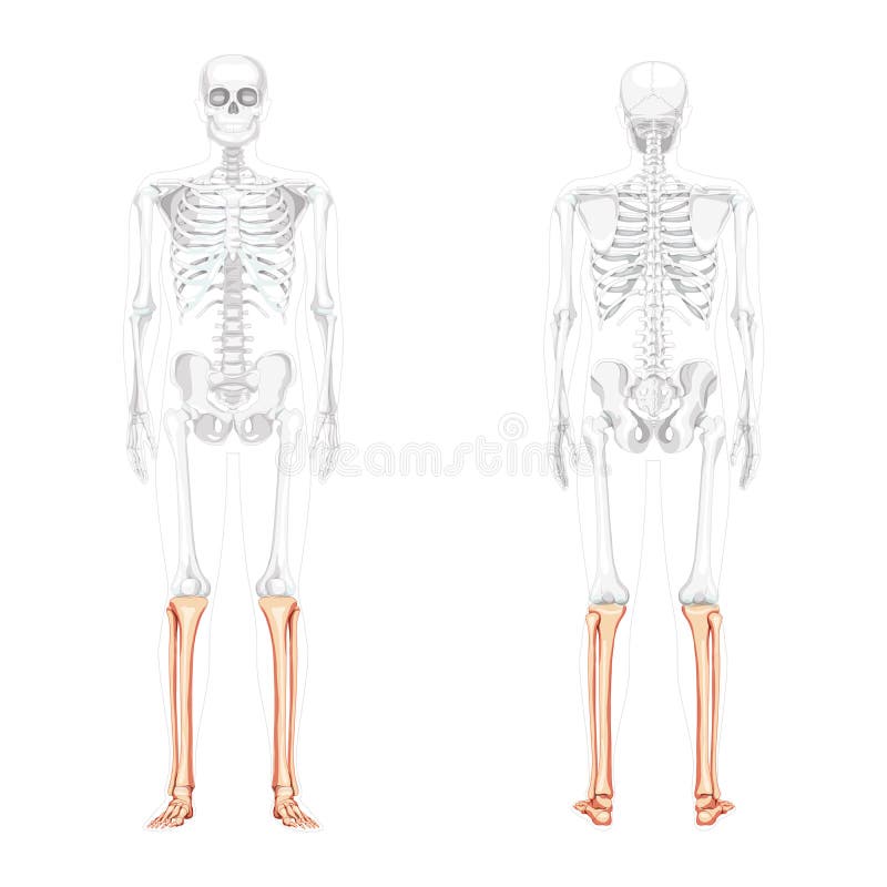 Foot Ankle Bones Skeleton Human Front Back View with Two Arm Open Pose ...