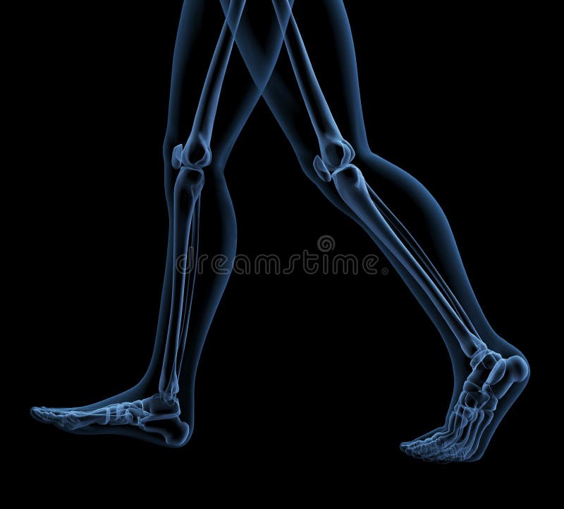 Anatomy a Leg, Transparent with Skeleton. Stock Illustration ...
