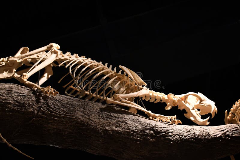 Bones from Skeleton in the Bushes Stock Image - Image of concept ...
