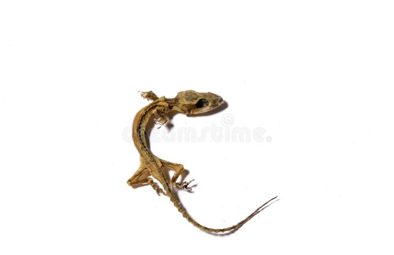 Dead Lizard Body on Dirty Ground Stock Photo - Image of closeup, dirty ...