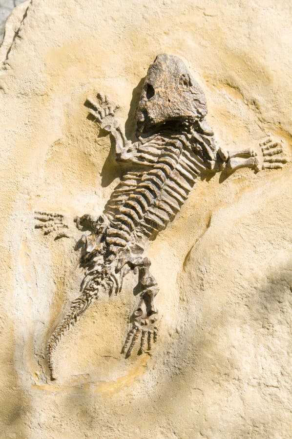 Lizard Skeleton 2 Stock Photos - Download 672 Royalty Free Photos