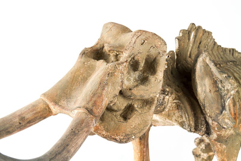 Skeleton of a mammoth stock image. Image of prehistoric - 67492277