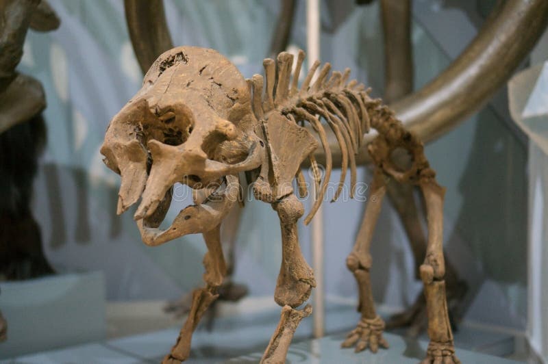 The skeleton of a mammoth stock photo. Image of camping - 65581446